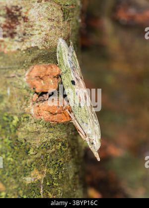 Side view of the summer flying UK Spectacle moth, Abrostola tripartita ...