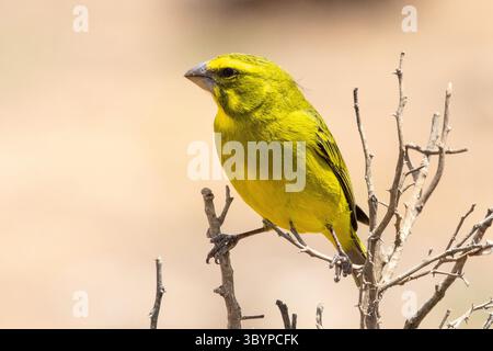 Brimstone Canary (Crithagra sulphurata) aka Bully Canary, Addo Elephant ...