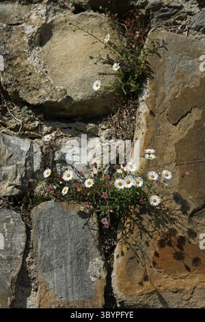Spanish Flower Daisy Stock Photo - Alamy