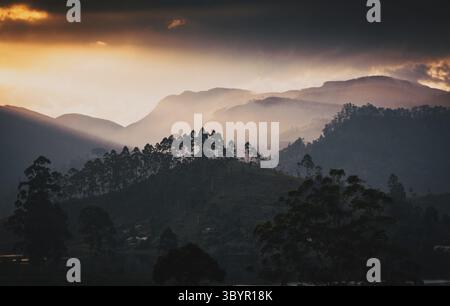 panorama of the tea plantations at sunset - Sri Pada peak in the ...