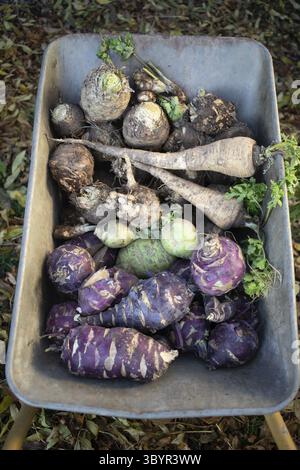 parsnips kohlrabi celery in a dray in autumn field Stock Photo - Alamy
