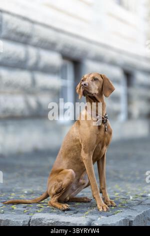 Hungarian vizsla looking into the camera Stock Photo - Alamy