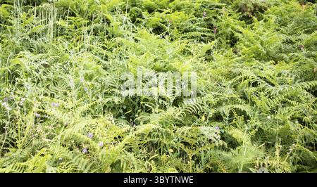 Rugged landscape and vegetation in Tenerife Stock Photo - Alamy