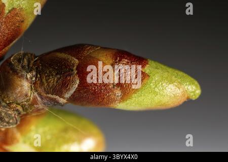 Plant phenology, the alchemy of spring. Tree vegetative bud, leaf bud ...