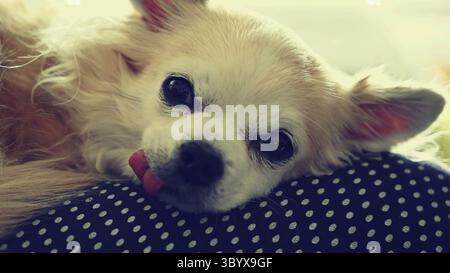 Beautiful little pet. Dog - Chihuahua Stock Photo - Alamy