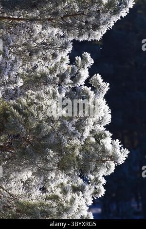 hard frost in the coniferous wood Stock Photo - Alamy