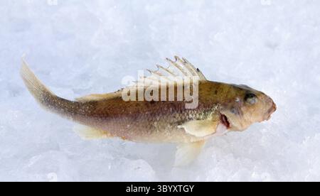 Ruff caught on winter fishing 2 Stock Photo - Alamy