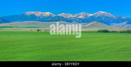 irrigated wheat field below the tobacco root mountains near harrison ...