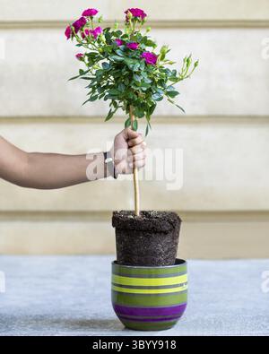 Man pulling up plant root from a pot Stock Photo - Alamy