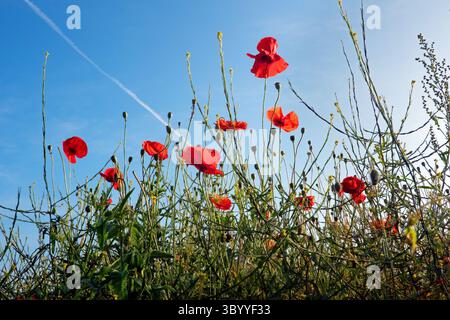 Beautiful field with long-headed poppies. France. Red field flowers ...