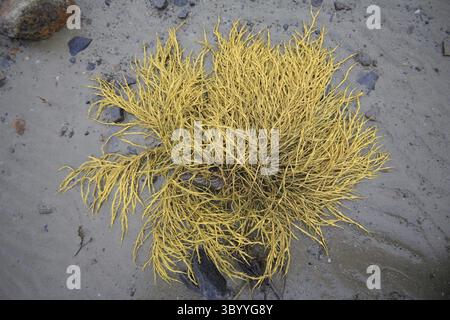 Knotted wrack (Ascophyllum nodosum) at tidel time, mudflat. This algae ...