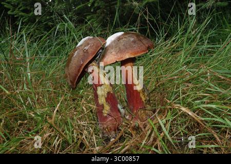 Two Red foot boletes with some white mold on their caps, topview Stock ...