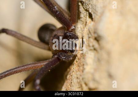 Brown Recluse (Loxosceles reclusa Stock Photo - Alamy