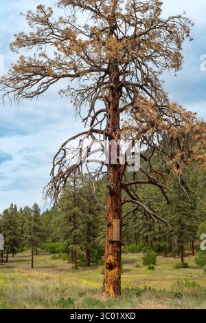 A pine tree with bullet holes and splintered wood that has been used ...