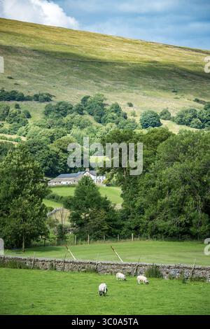 July 13, 2017 - Hawes, Yorkshire, United Kingdom - Border Collie bounds ...