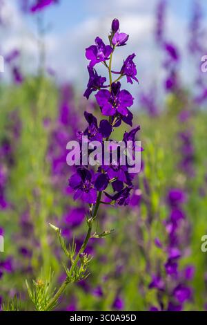 Consolida orientalis. Eastern Larkspur. Bright purple flowers on a ...