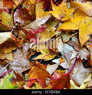 Emporia Kansas, USA, October 30, 2018 Leaves turning brown and yellow ...