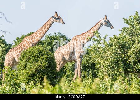 January 7, 2018 - Kasane, Botswana - Two adult Egyptian Geese travel ...