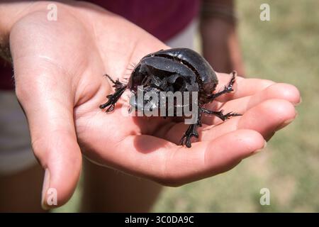 A dung beetle sits in in the palm of a hand. Hwange, Zimbabwe Stock ...