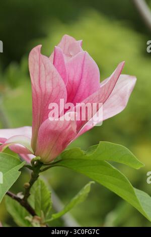 Magnolia Daybreak ornamental tree with characteristic loose rosy pink ...