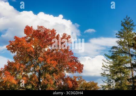 Beautiful fall foliage at Sycamore Shoals State Park in Elizabethton ...