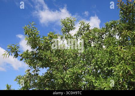 Almond trees full of fruits in Alicante, Spain Stock Photo - Alamy