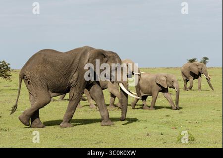 September 12, 2011 - African Elephant (Loxodonta africana), Masai Mara ...