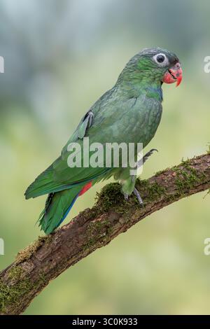 The Red-Billed Parrot, Pionus sordidus from Natural History of Parrots ...