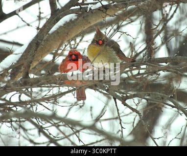 Male and Female Cardinals in Snowy Tulip Tree Stock Photo - Alamy