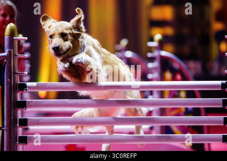 A SuperDog performs the Wild Wild Woof western show at K-Days in ...