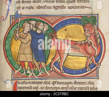 Medieval miniature book illustration of Bonnacon (bonasus or bonacho ...