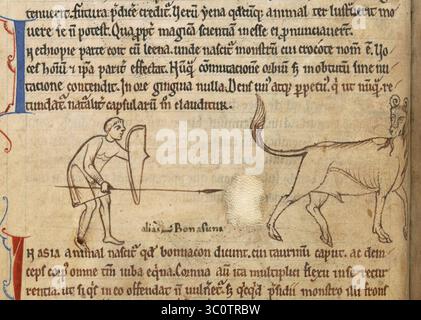 Medieval miniature book illustration of Bonnacon (bonasus or bonacho ...