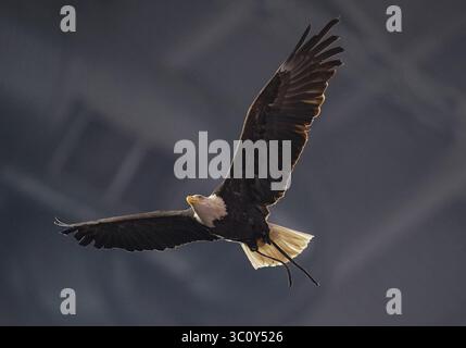 Bald Eagle flying around the stadium before the Goodyear Cotton Bowl ...