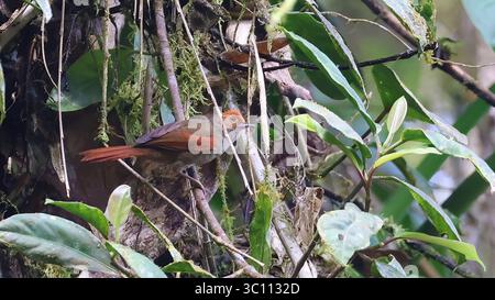 The red-faced spinetail (Cranioleuca erythrops) is a species of bird in ...