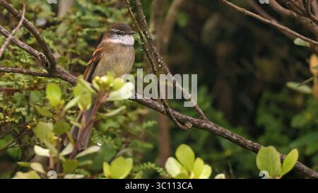 Black-faced dacnis (Dacnis lineata), bird of Ecuador Stock Photo - Alamy