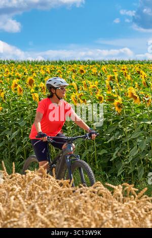 A beautiful view of the blooming sunflowers field turned back to the ...