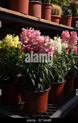 Snapdragon,Scrophulariaceae,yellow flower beautiful in garden Stock ...
