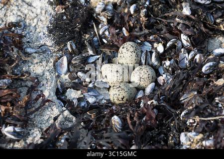 Sandregenpfeifer, Sand-Regenpfeifer, Regenpfeifer, Charadrius hiaticula ...