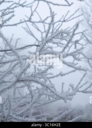 Decorative white winter twigs with frosted geometric leaves and soft ...