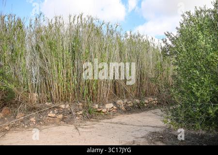 Path between reed fields through the mountains in Spain Stock Photo - Alamy