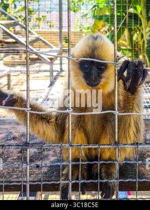 Monkey on the metal bars of a cage in a zoo Stock Photo - Alamy