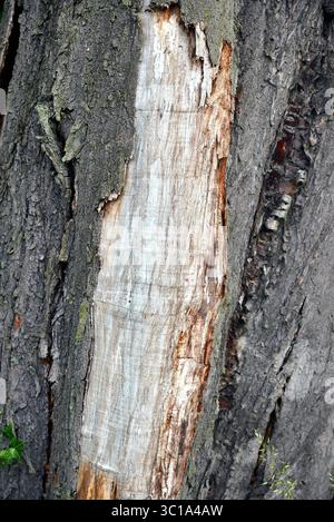 A tree trunk with a large scar on it. The tree is surrounded by other ...