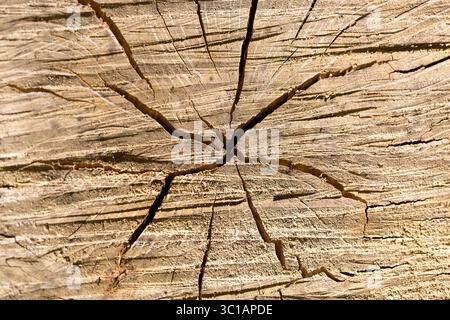 Detail of the timber cut at the rainforest near Huatusco, Veracruz ...