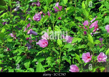 Blühsträucher in Gärten Freilandhibiscus, oder auch Roseneibisch zur Blütezeit im Sommer ...