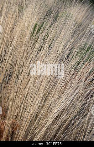 Abstract nature background. Stalks of dry tall grass. Wild reeds grass ...