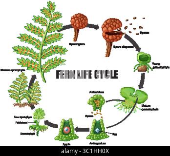 Fern Life Cycle Diagram for Science Education illustration Stock Vector ...