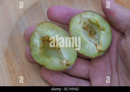 plum pit. macro. close. texture wallpaper Stock Photo - Alamy