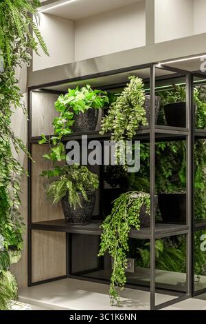 Shelving unit and houseplant in interior of living room Stock Photo - Alamy