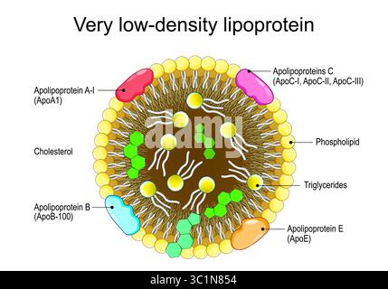 High-density lipoprotein. Cross section of HDL, close-up of Hydrophobic ...