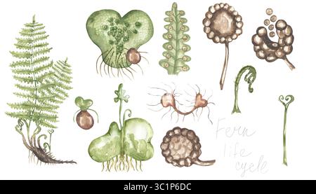 Watercolor Forest fern plant Life Cycle, fern growth stage poster, wild ...